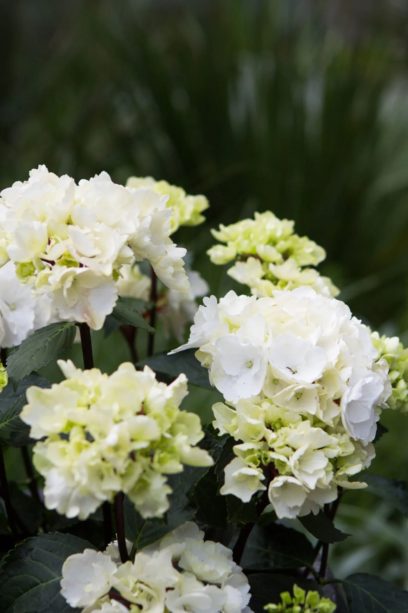 5 new hydrangea varieties to grow in your garden