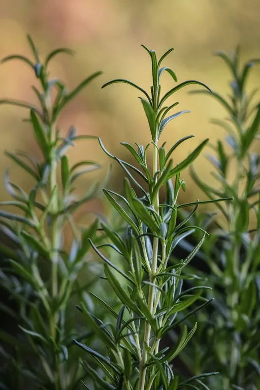 How to propagate and grow rosemary from cuttings | Homes To Love