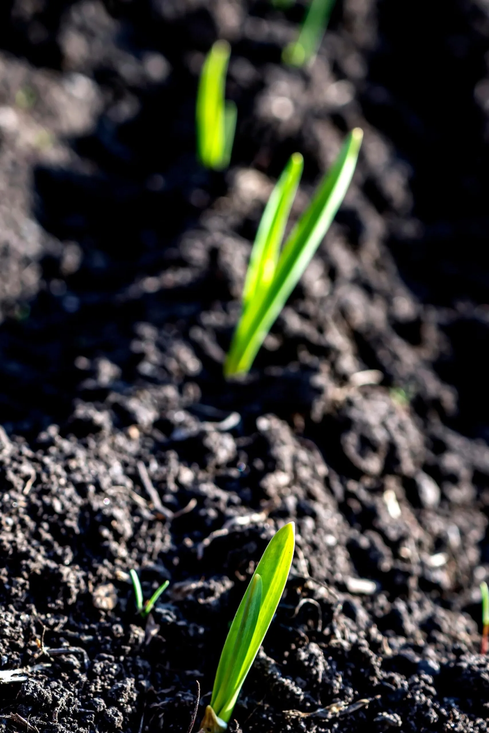 How to Plant Seedlings: Essential Tips for Success
