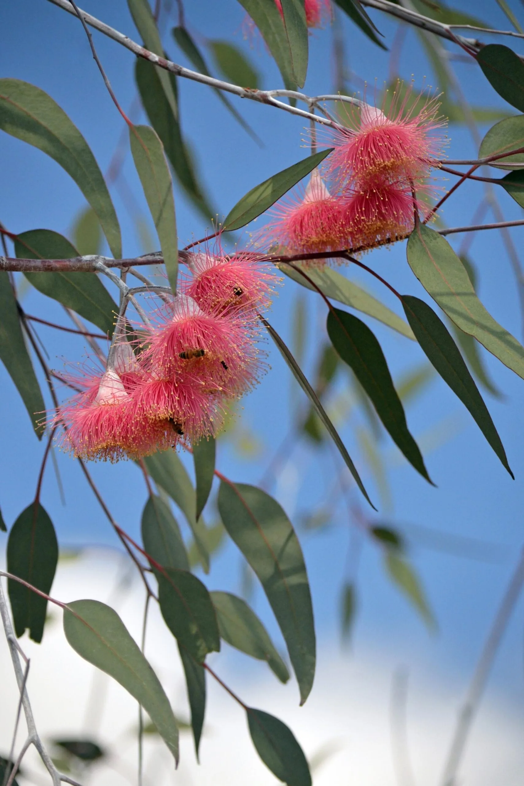 How to Grow the Beautiful Silver Princess Eucalyptus | Homes To Love