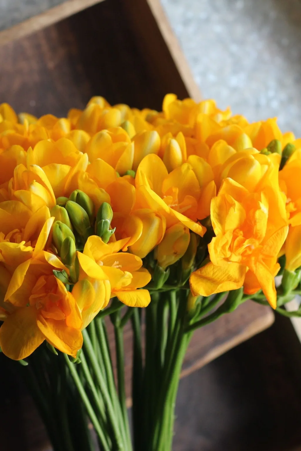 Freesia flower: how to grow freesias in Australia