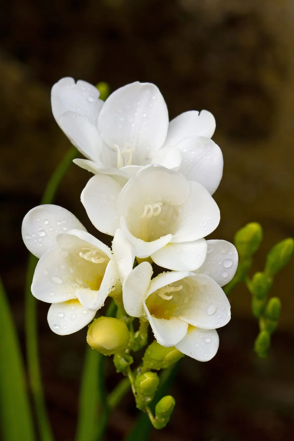 Freesia flower: how to grow freesias in Australia