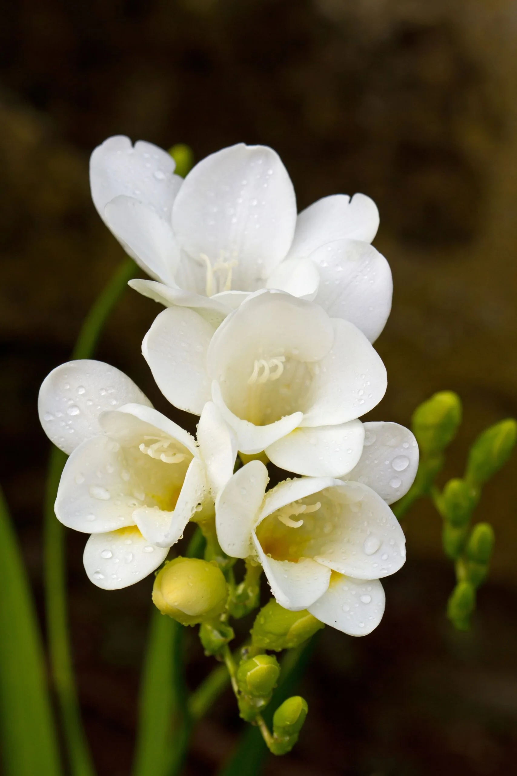 Freesia flower: how to grow freesias in Australia