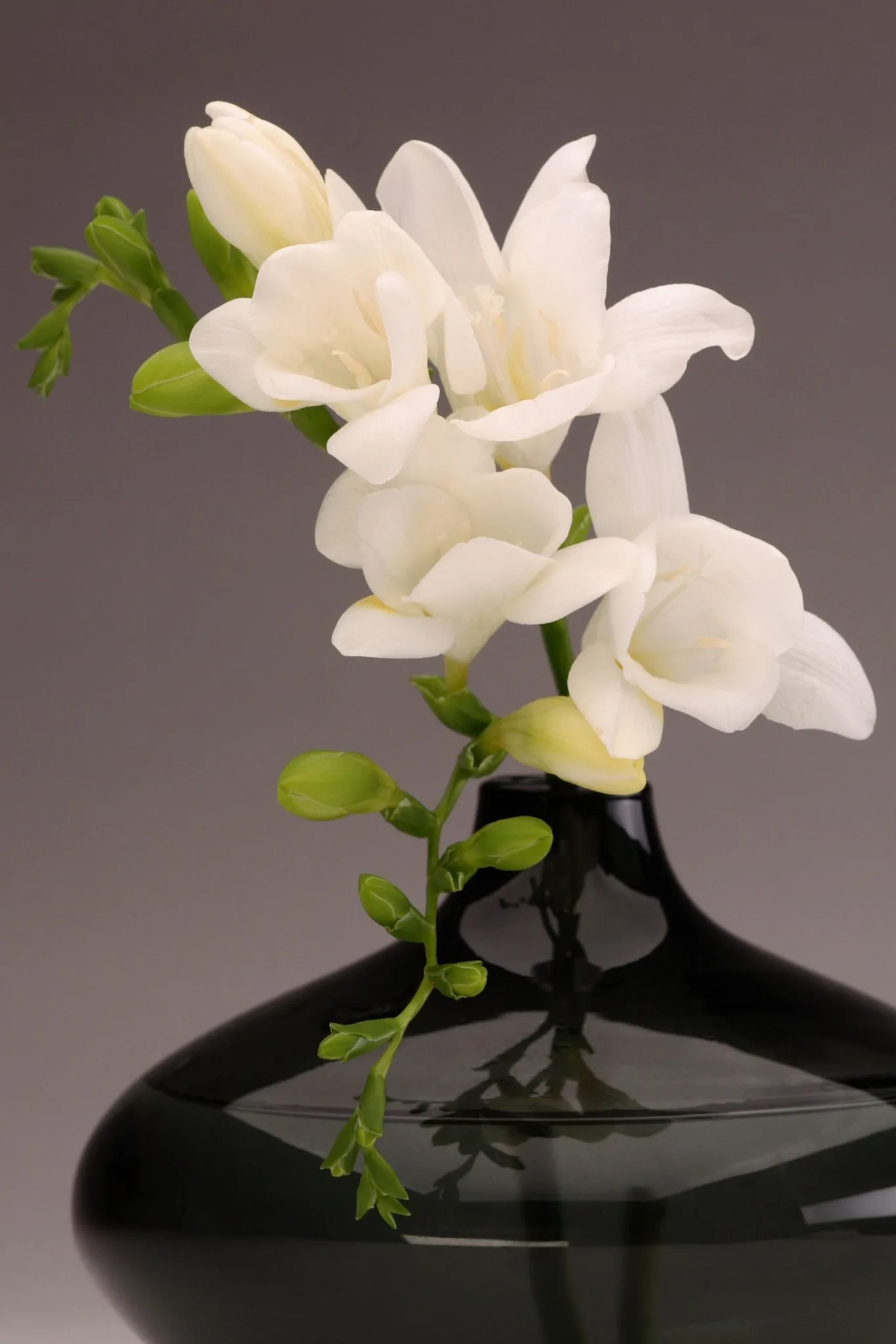 Freesia flower: how to grow freesias in Australia