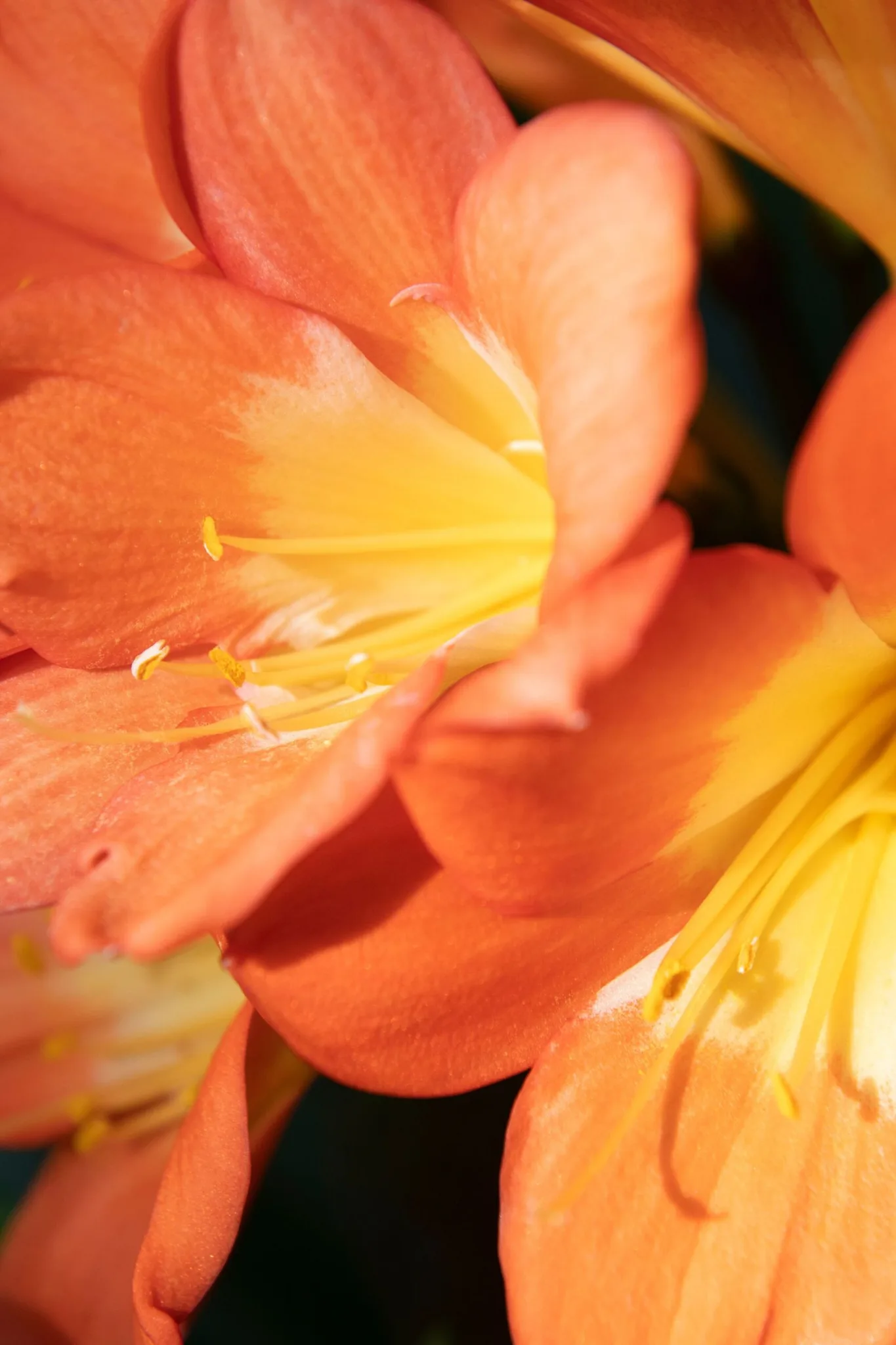 Growing Clivias: Tips for Planting, Pruning, and Care | Homes To Love