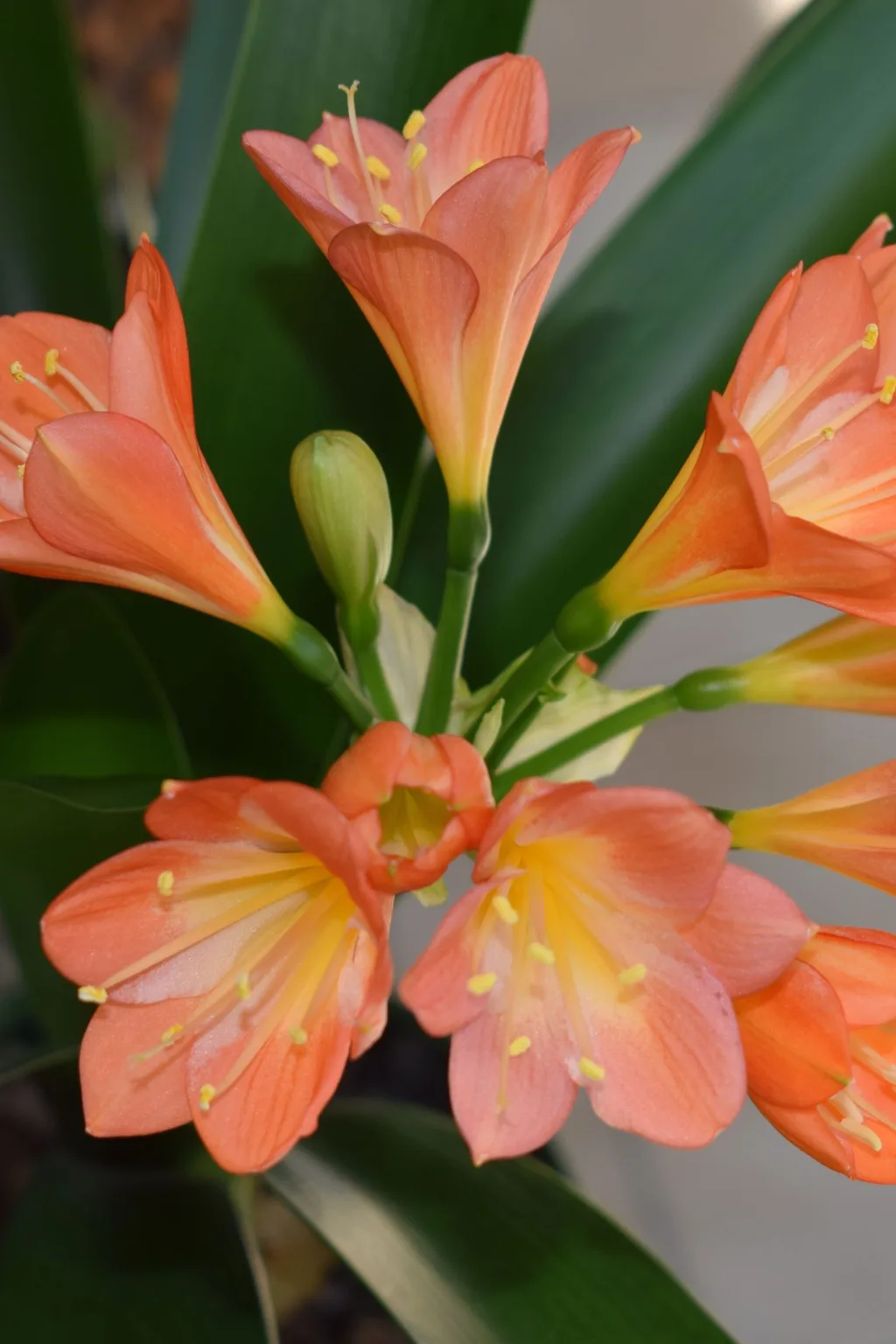 Growing Clivias: Tips for Planting, Pruning, and Care | Homes To Love