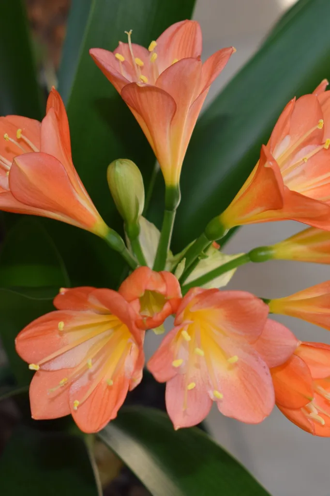Growing Clivias: Tips for Planting, Pruning, and Care | Homes To Love