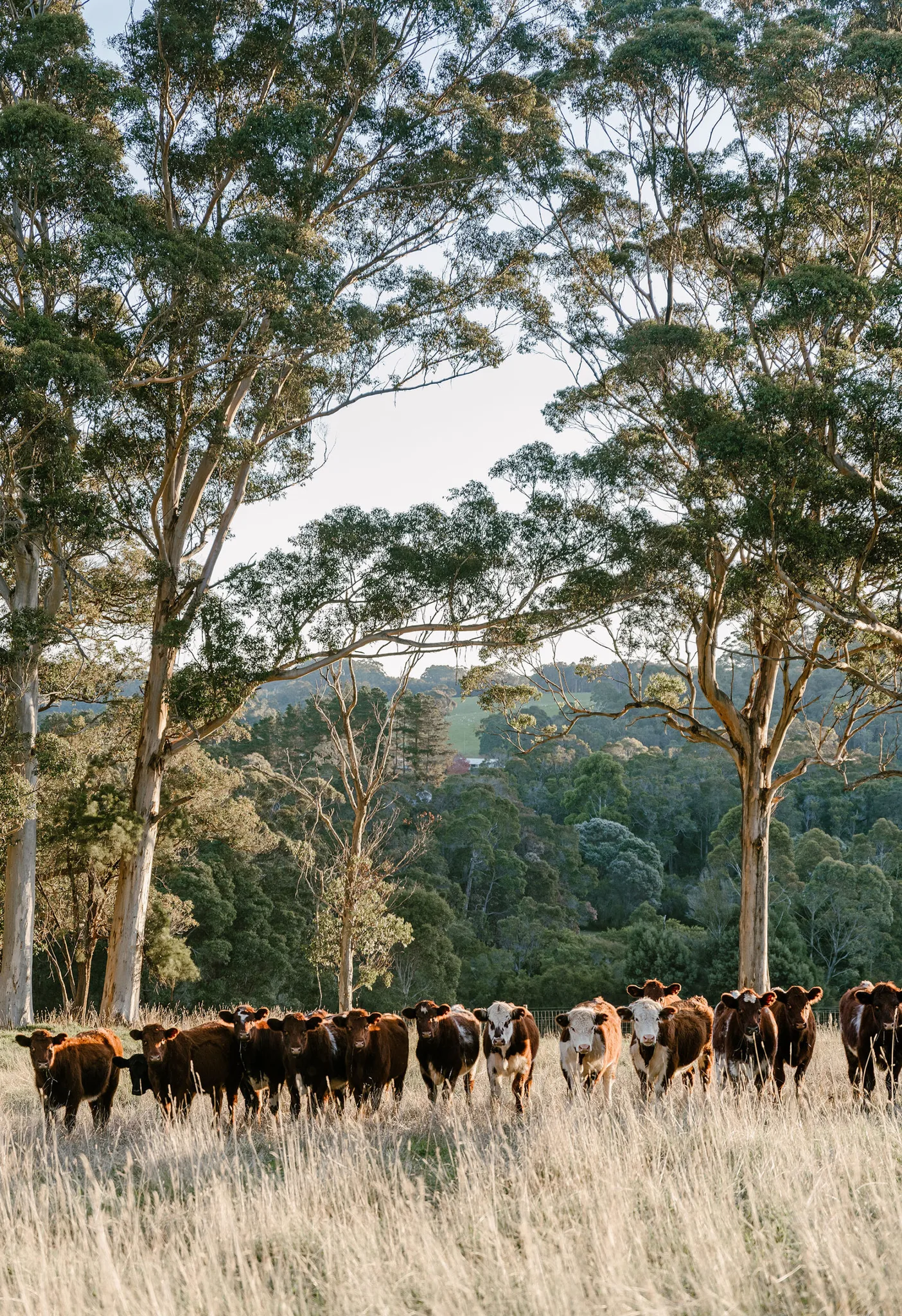 A Charming New Country Home in Denmark, WA | Country Style