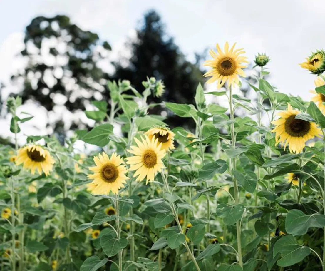 Sunflowers: How To Grow Them From Seed | Country Style
