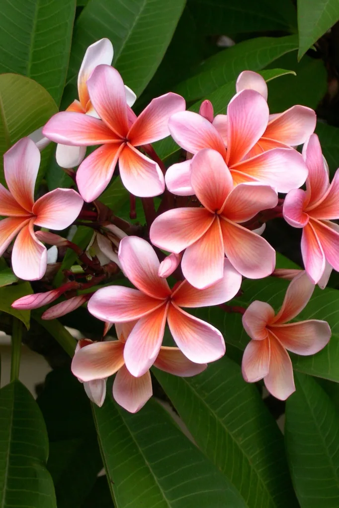 Frangipani: How To Grow These Flowering Trees | Homes To Love