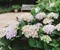 How to Grow and Care for Beautiful Hydrangeas in Australia | Homes To Love