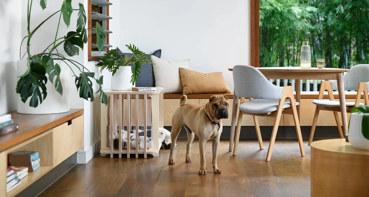 Best dog subscription box australia store