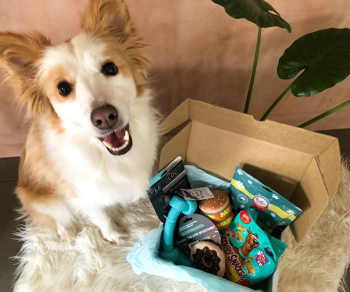 The Best Dog Subscription Boxes In Australia