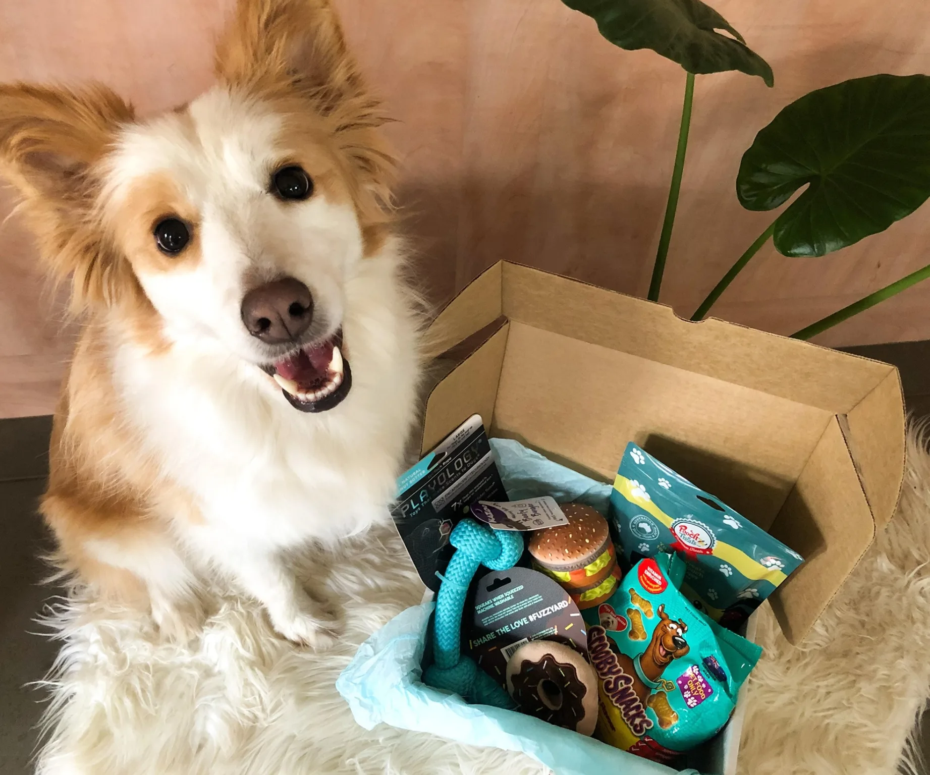 The Best Dog Subscription Boxes In Australia