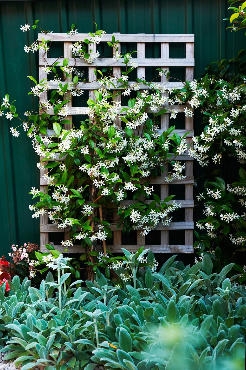 Climbing Plants: 8 Fast-Growing Creepers and Vines to Try | Homes To Love
