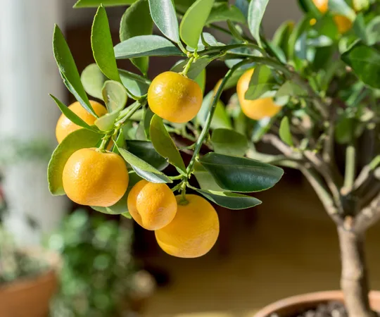 How To Grow A Mandarin Tree From A Seed