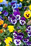Flowers to Plant in March: Springtime Blooms and Tips