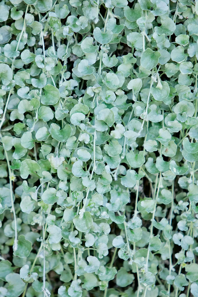 A Lush Central Courtyard Tucked Away In A Sydney Home