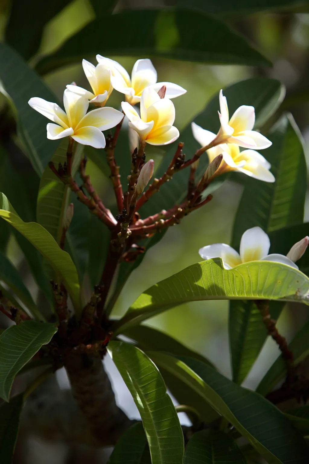 How To Grow A Frangipani Tree From A Cutting
