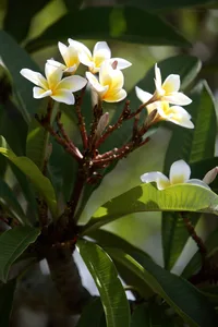 How To Grow A Frangipani Tree From A Cutting