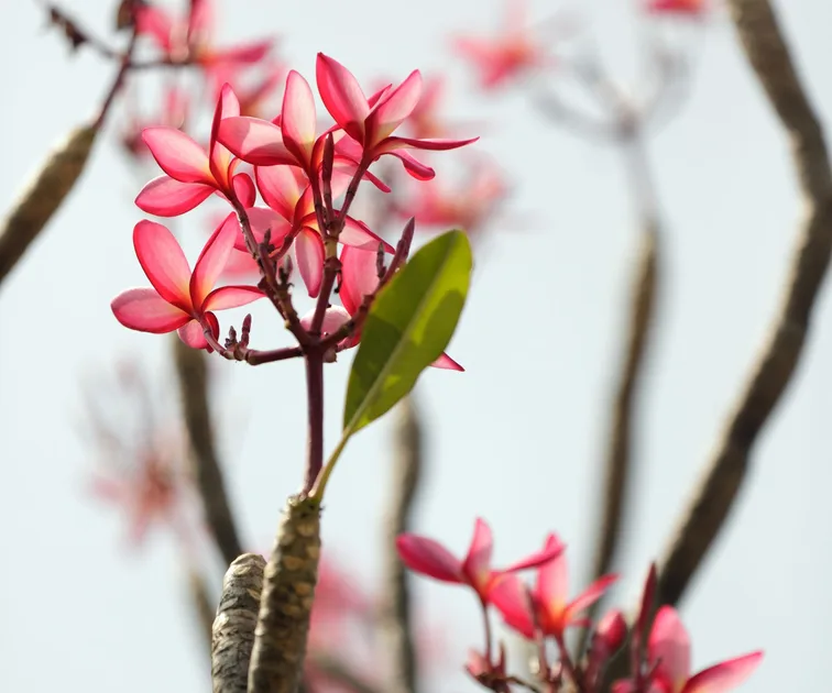 How To Grow Frangipani From A Cutting | Homes To Love