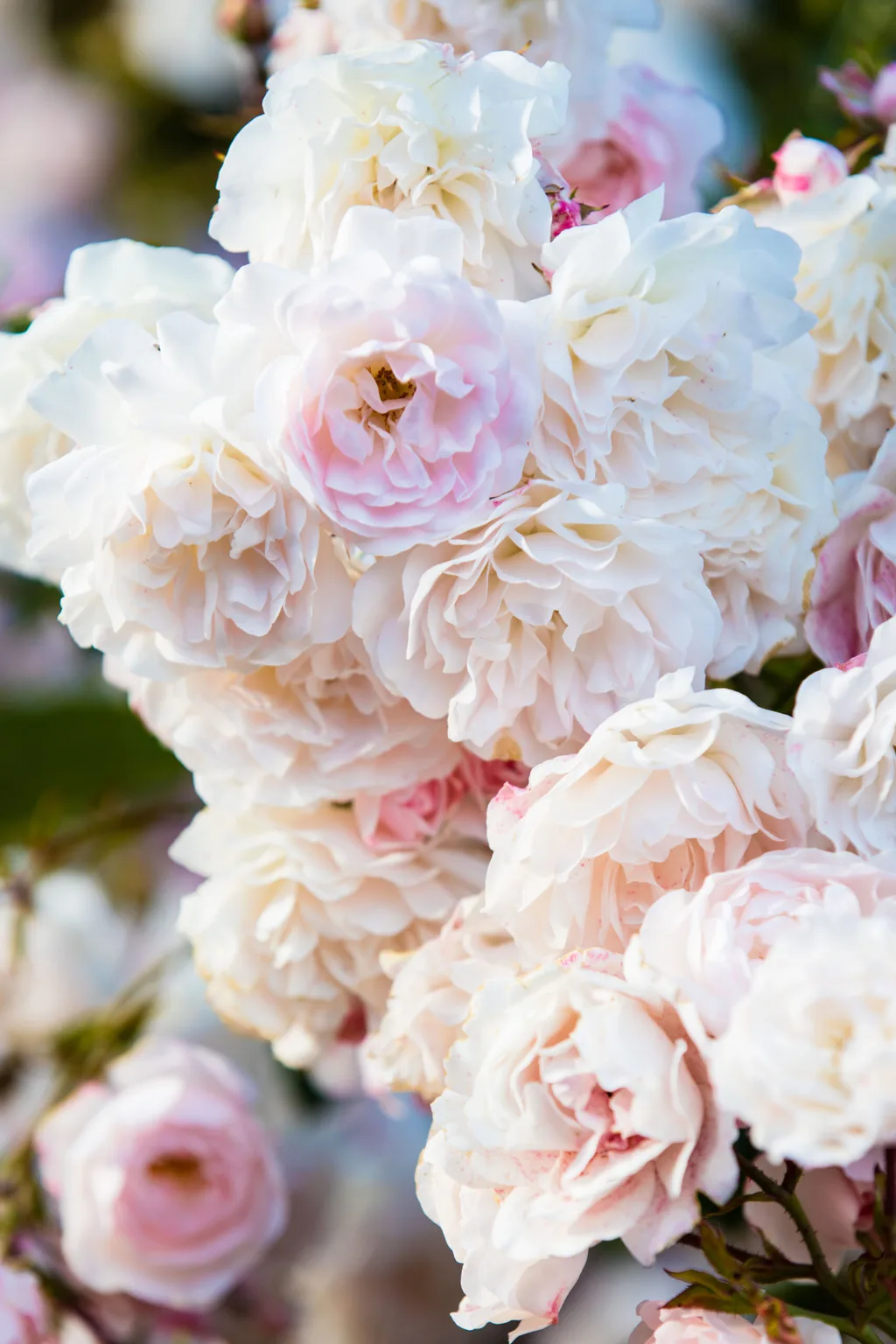 How To Prune Roses Properly In Australia