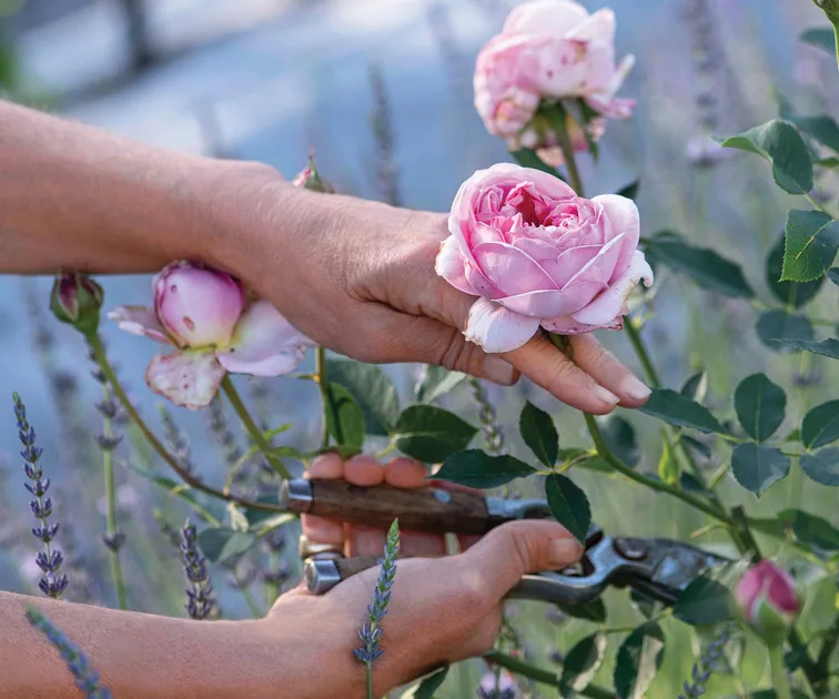 How To Prune Roses Properly In Australia