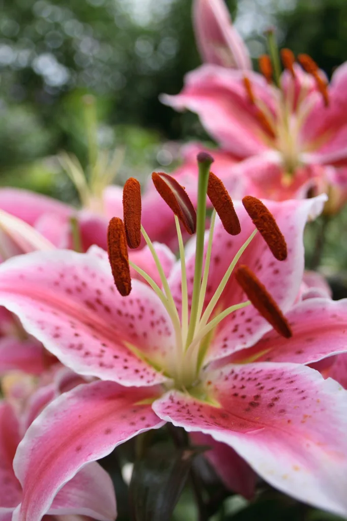 How to Grow Lilies: Tips for Beautiful Blooms