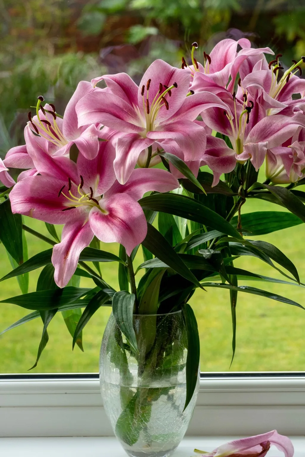 How to Grow Lilies: Tips for Beautiful Blooms