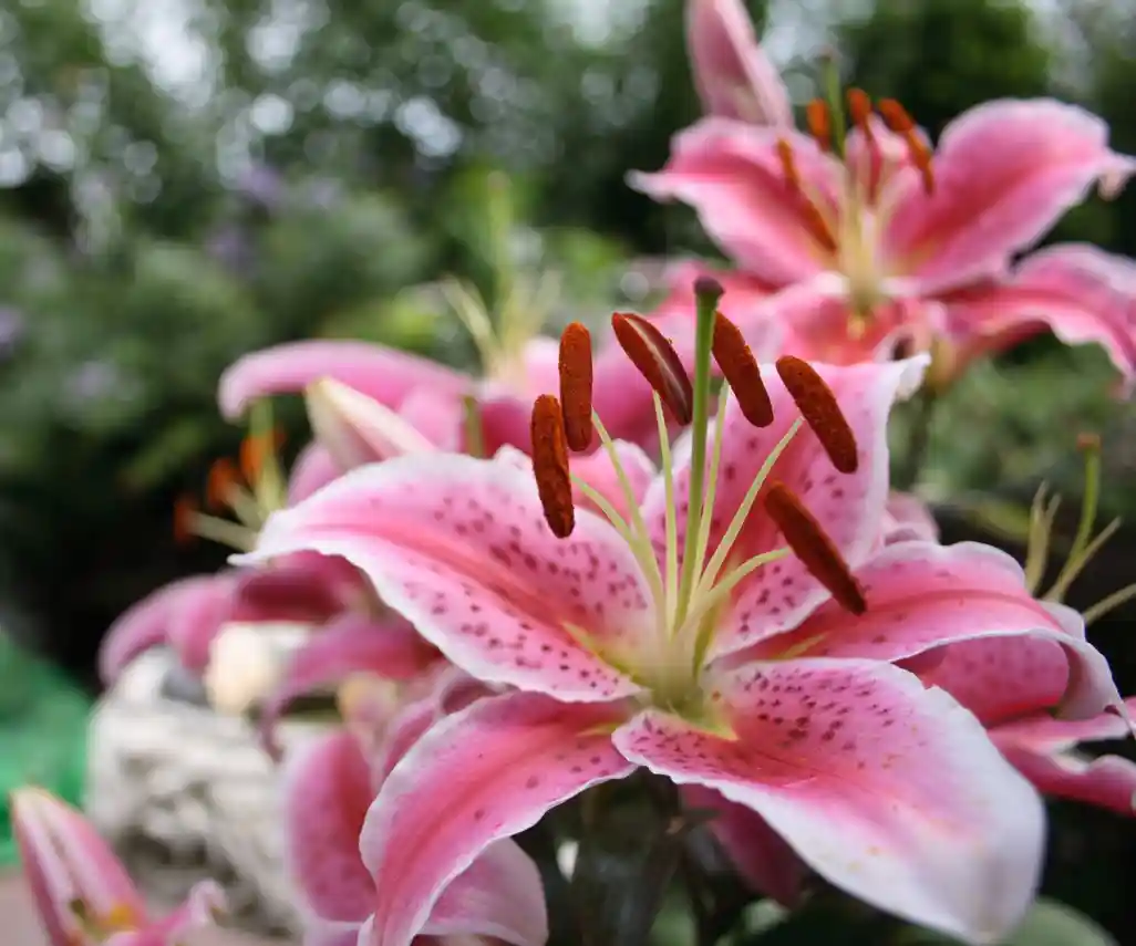 Growing Liliums: How To Ensure Your Lilies Thrive