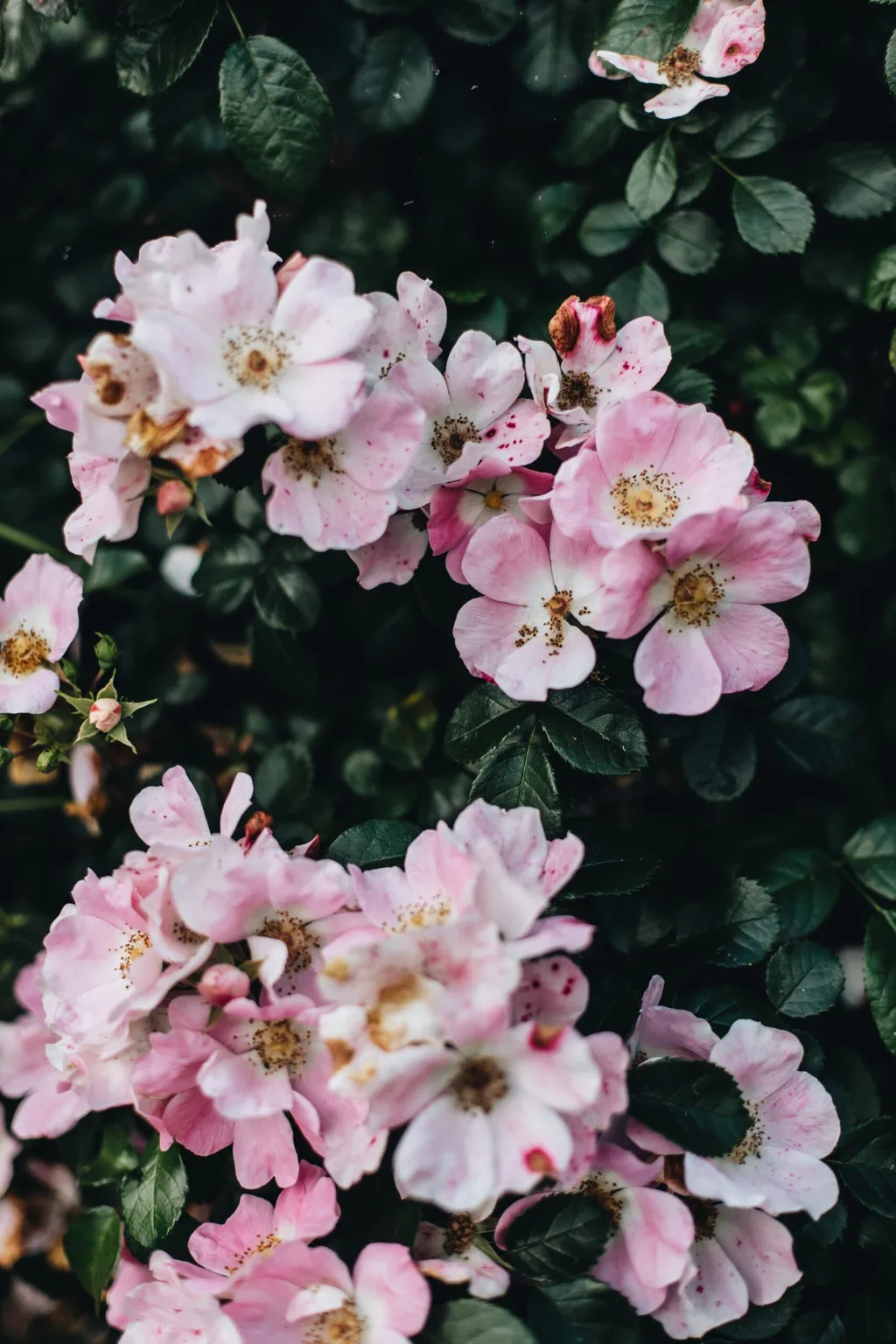 Tallowood: A Rambling Country Garden In Ravensbourne, QLD