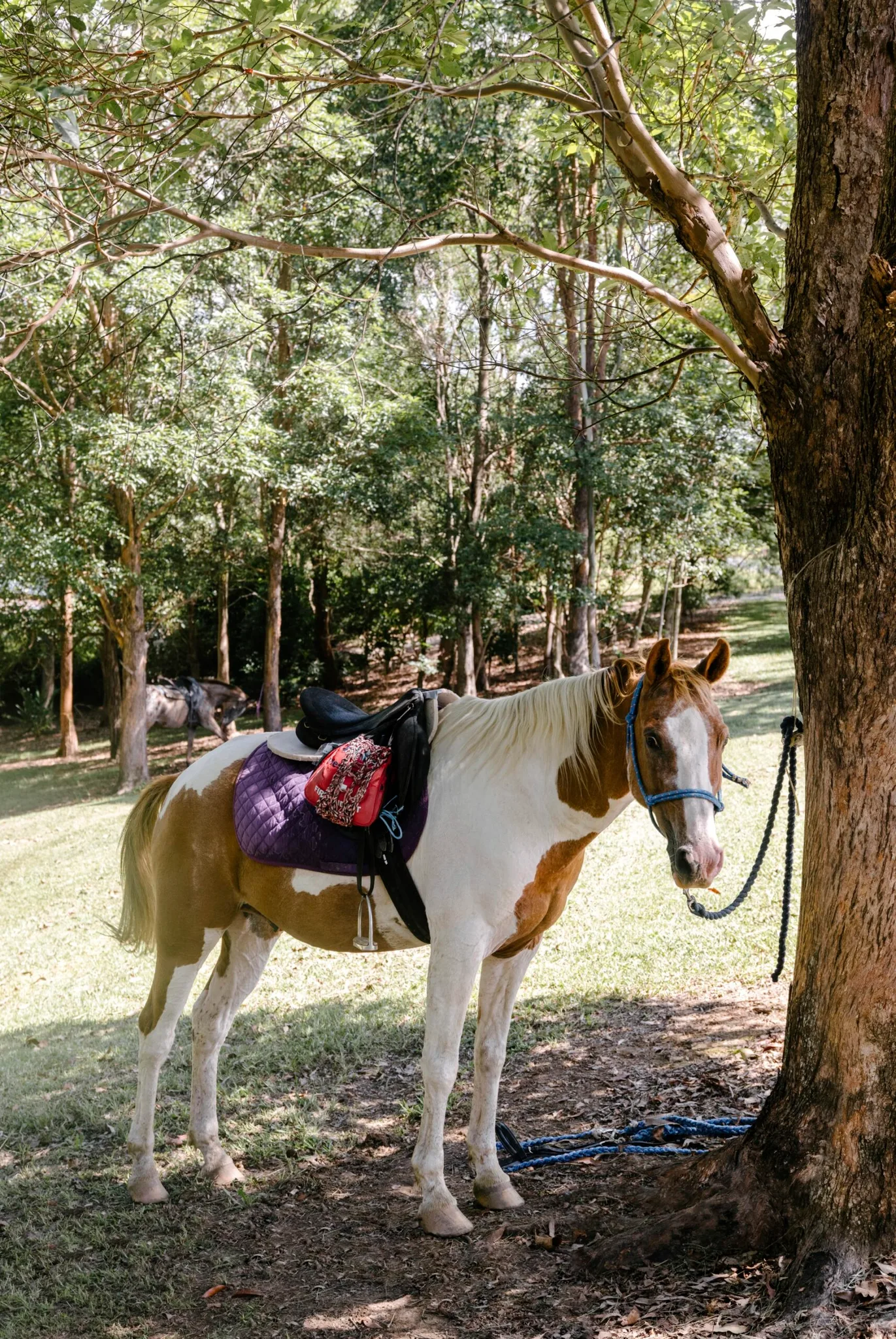 Dayboro, Queensland: things to do and places to stay