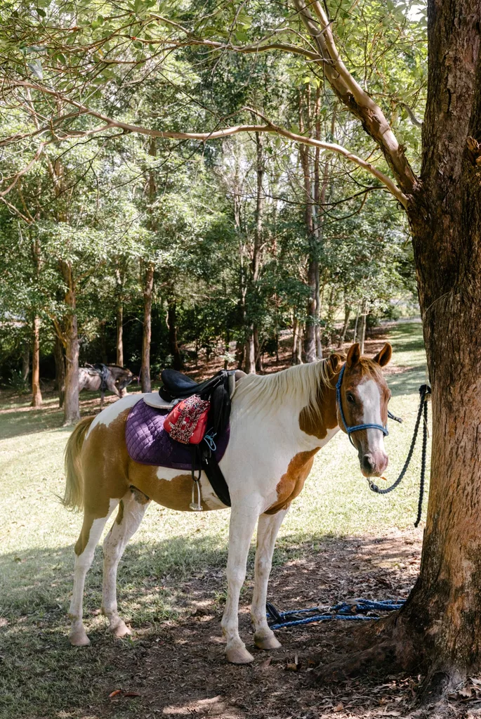 Dayboro, Queensland: things to do and places to stay