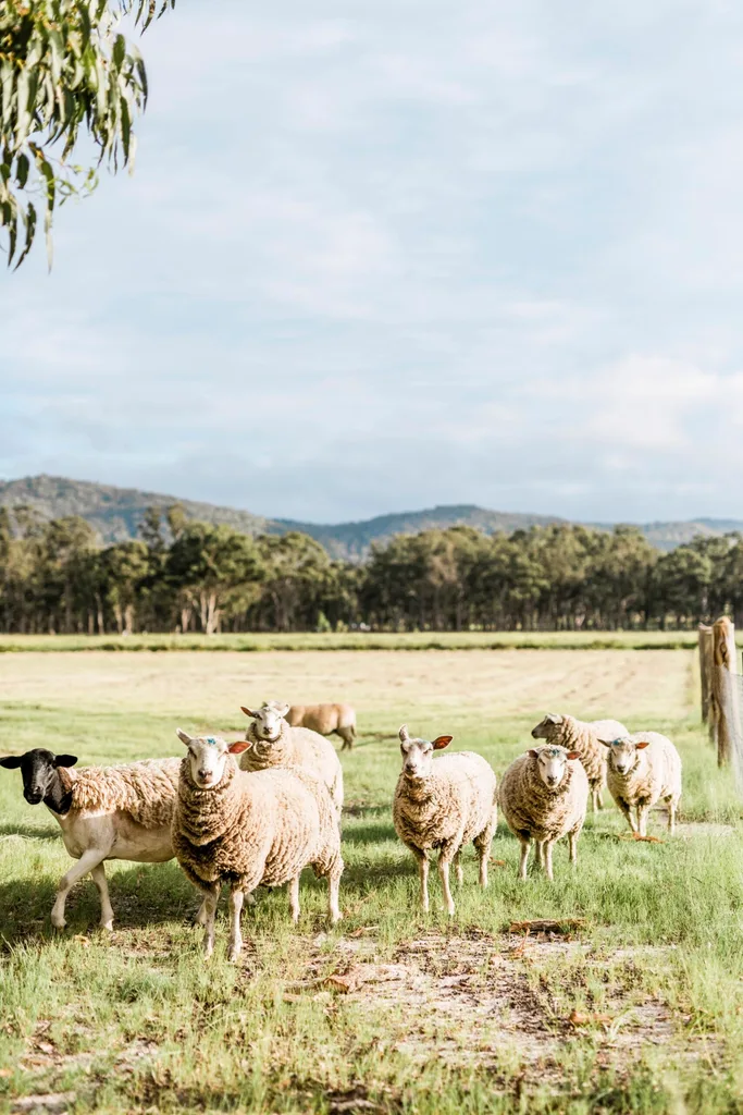 Tenterfield Creek Organics Is A Farm For The Future