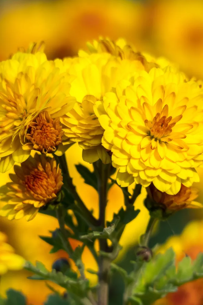 Chrysanthemums: How To Grow This Autumnal Flower