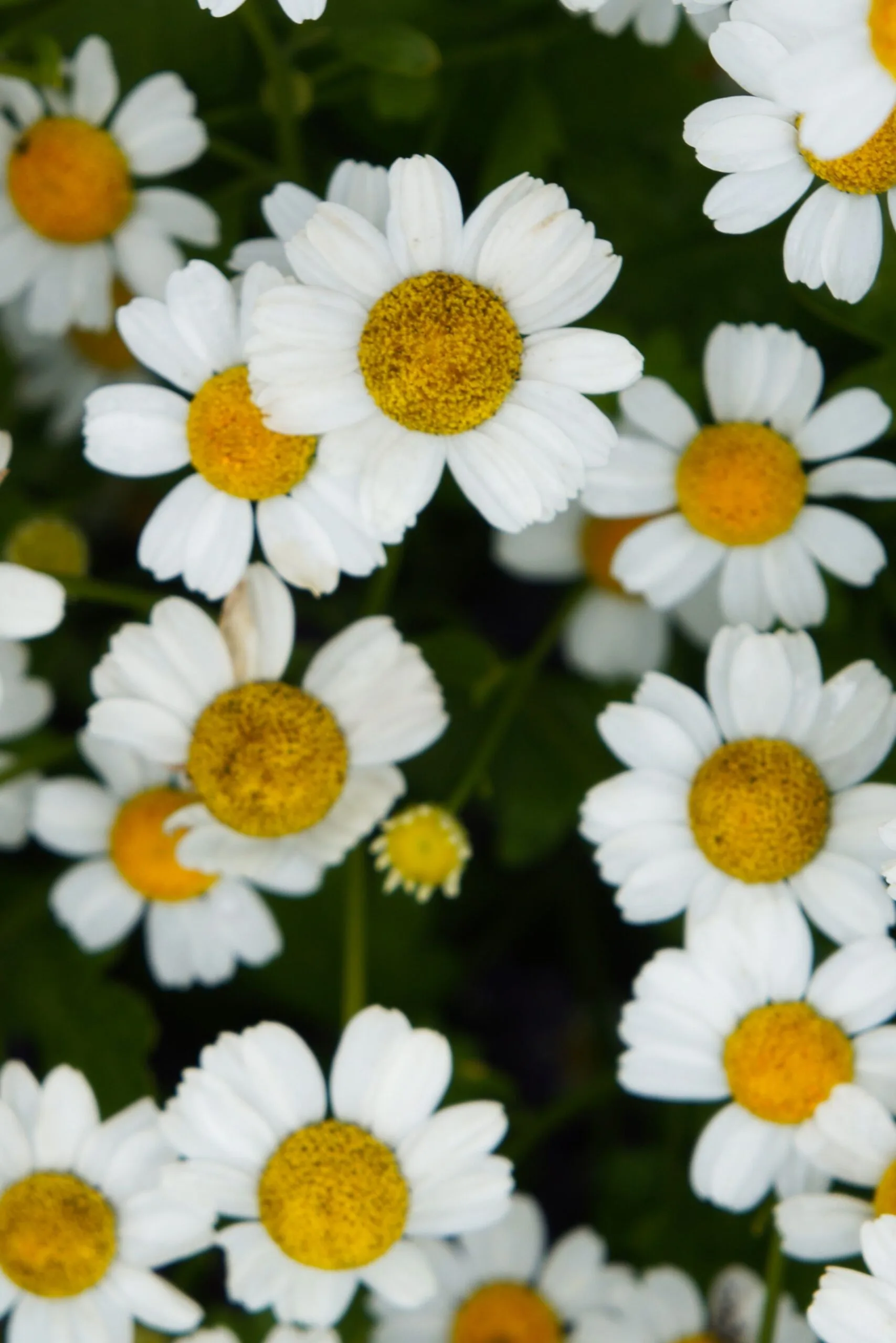 Chrysanthemums: How To Grow This Autumnal Flower