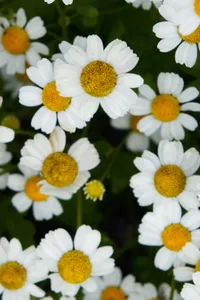 Chrysanthemums: How To Grow This Autumnal Flower