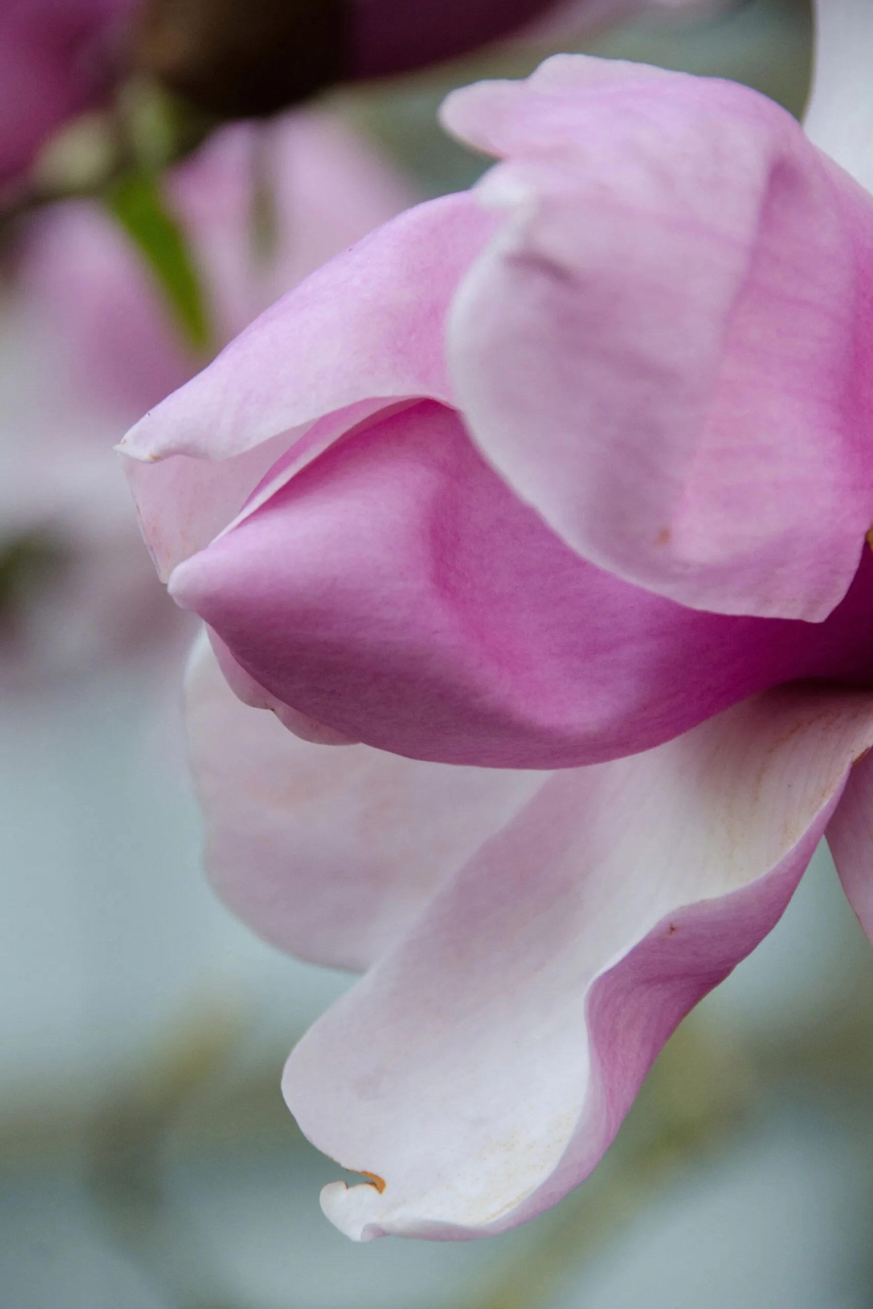 10 Magnolia Tree Varieties Perfect for Your Garden | Homes To Love