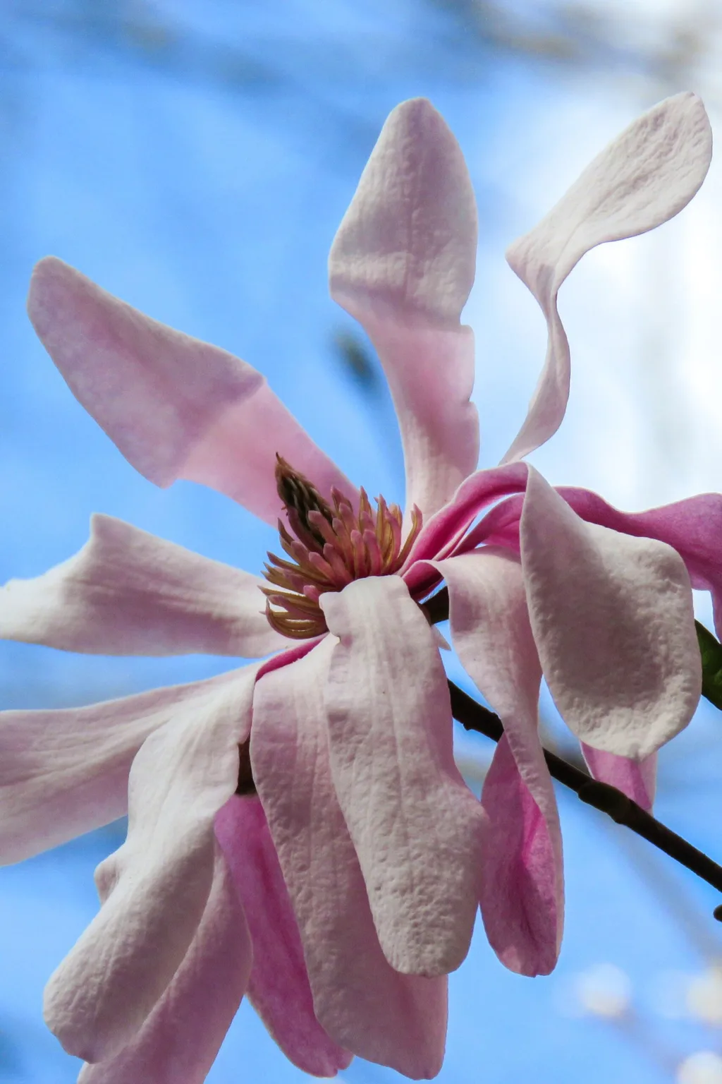 10 Magnolia Tree Varieties Perfect for Your Garden | Homes To Love