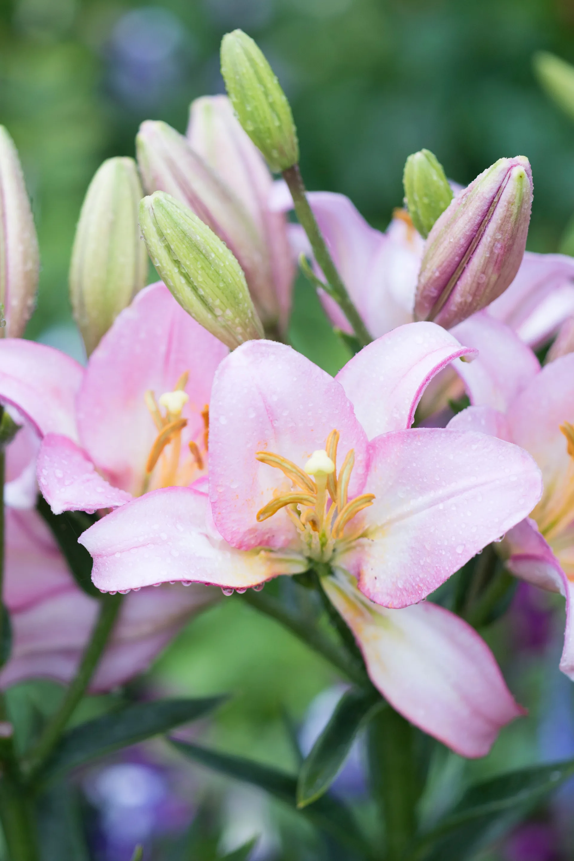 Growing Liliums: How To Ensure Your Lilies Thrive