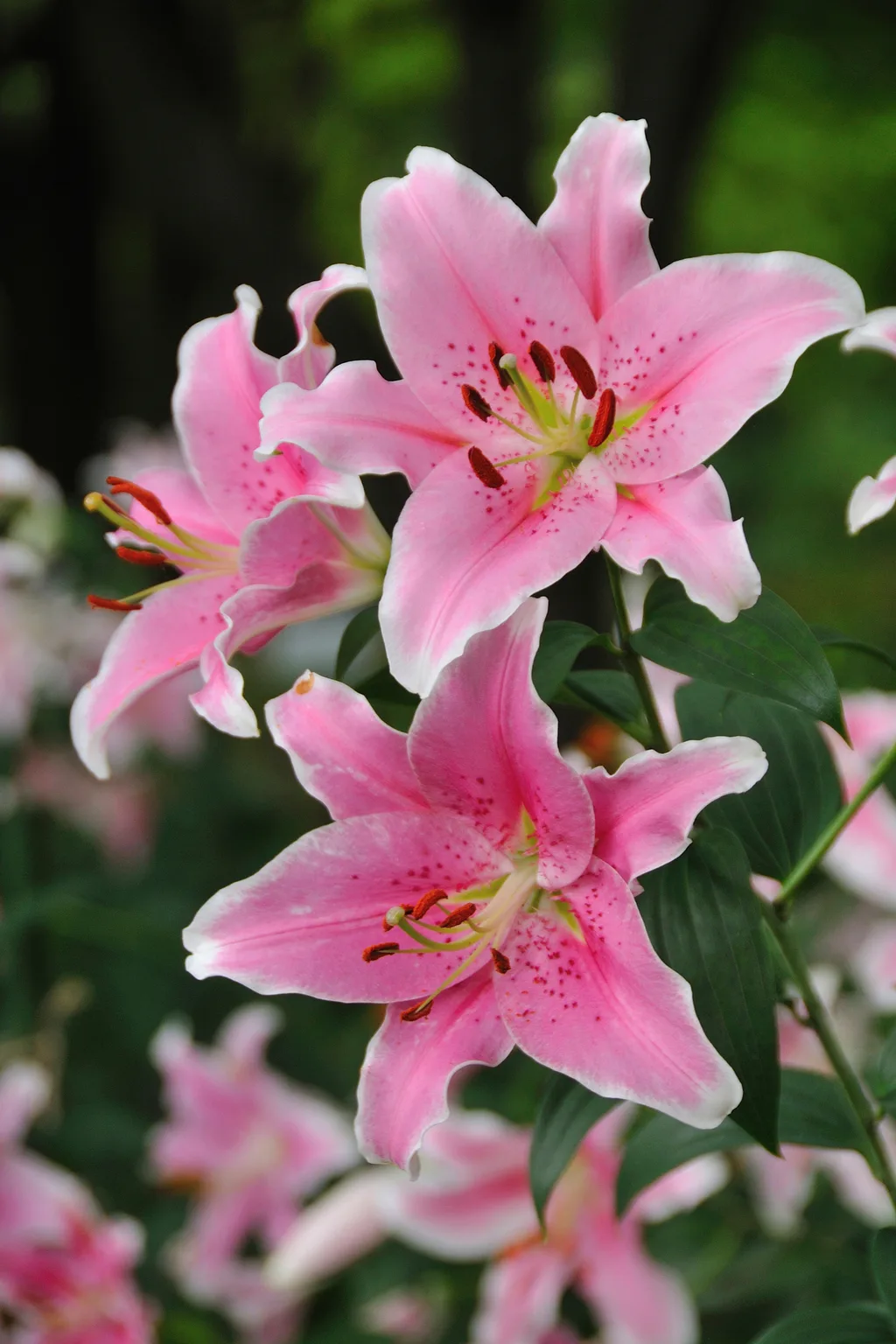 Growing Liliums: How To Ensure Your Lilies Thrive