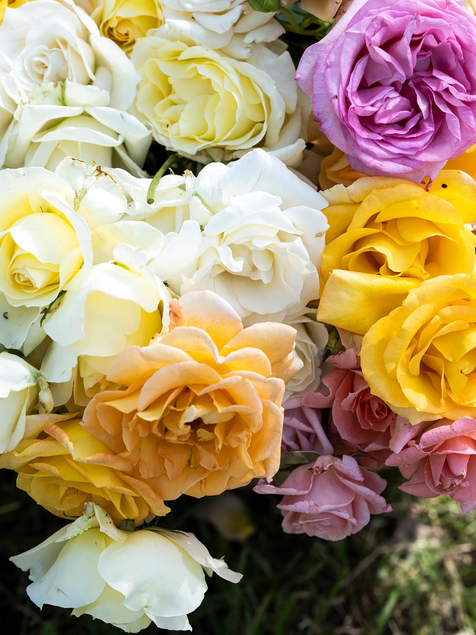 Lorn Rose Farm NSW: Explore Stunning Floral Landscapes