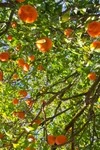 Mandarin Tree: How To Grow One From Seed | Homes To Love