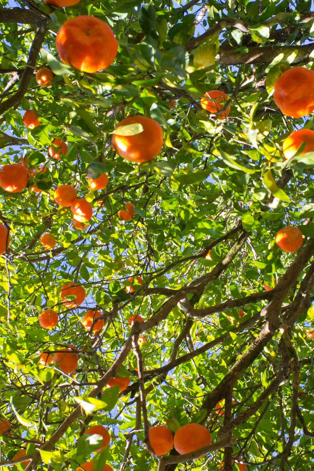 Mandarin Tree: How To Grow One From Seed | Homes To Love