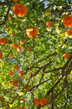 Mandarin Tree: How To Grow One From Seed | Homes To Love