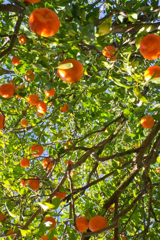 Mandarin Tree: How To Grow One From Seed | Homes To Love