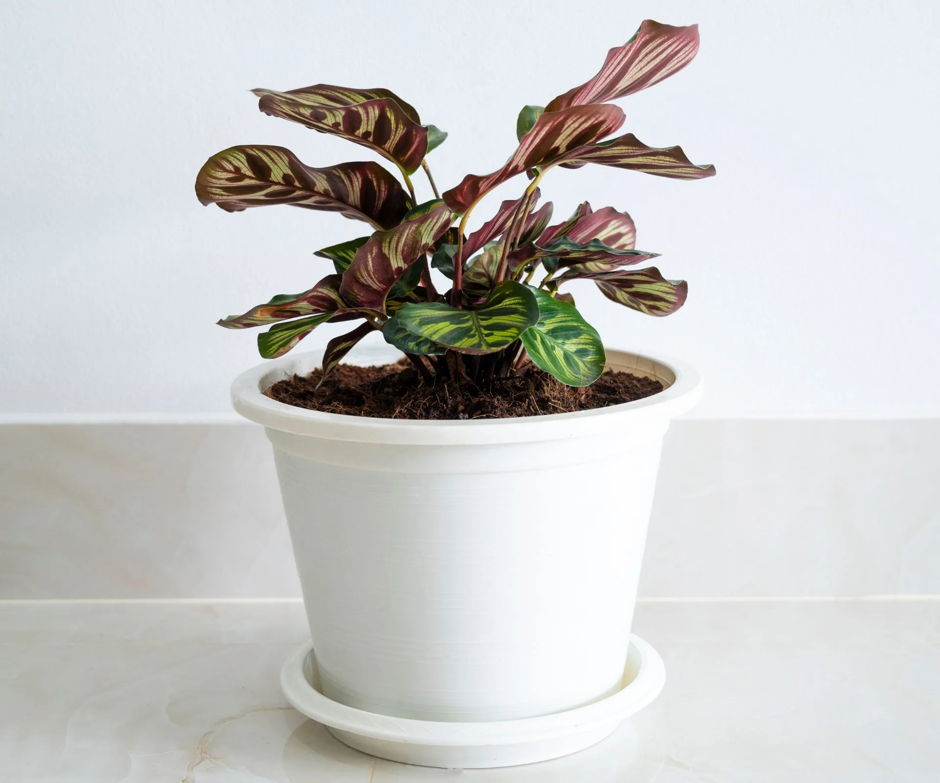 8 Pretty Plants With Patterned leaves