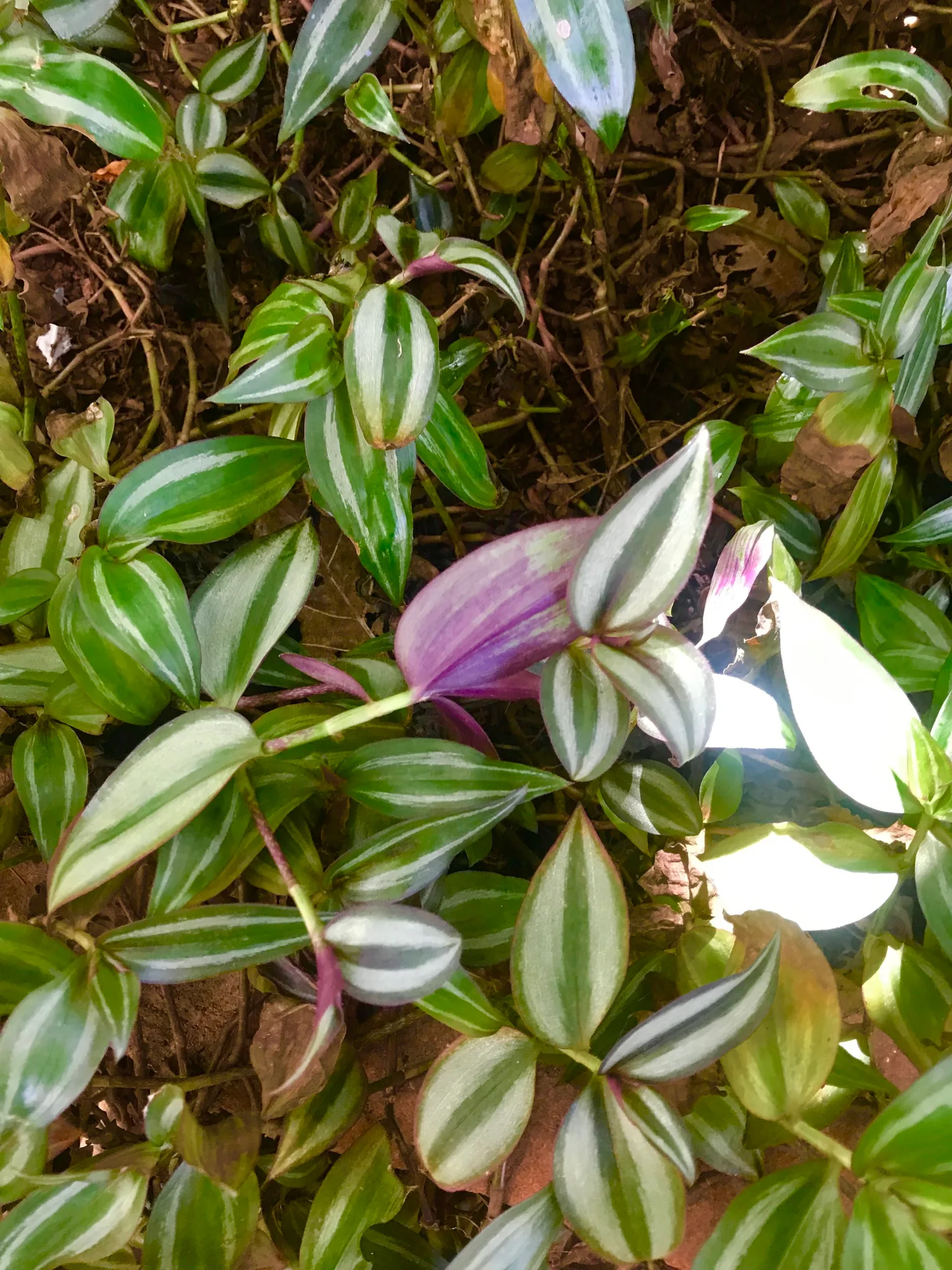 8 Pretty Plants With Patterned leaves