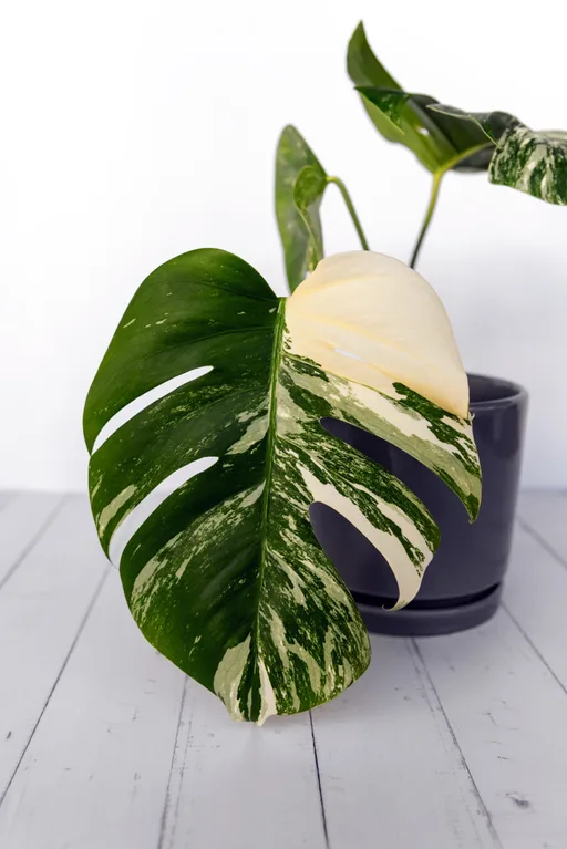 8 Pretty Plants With Patterned leaves