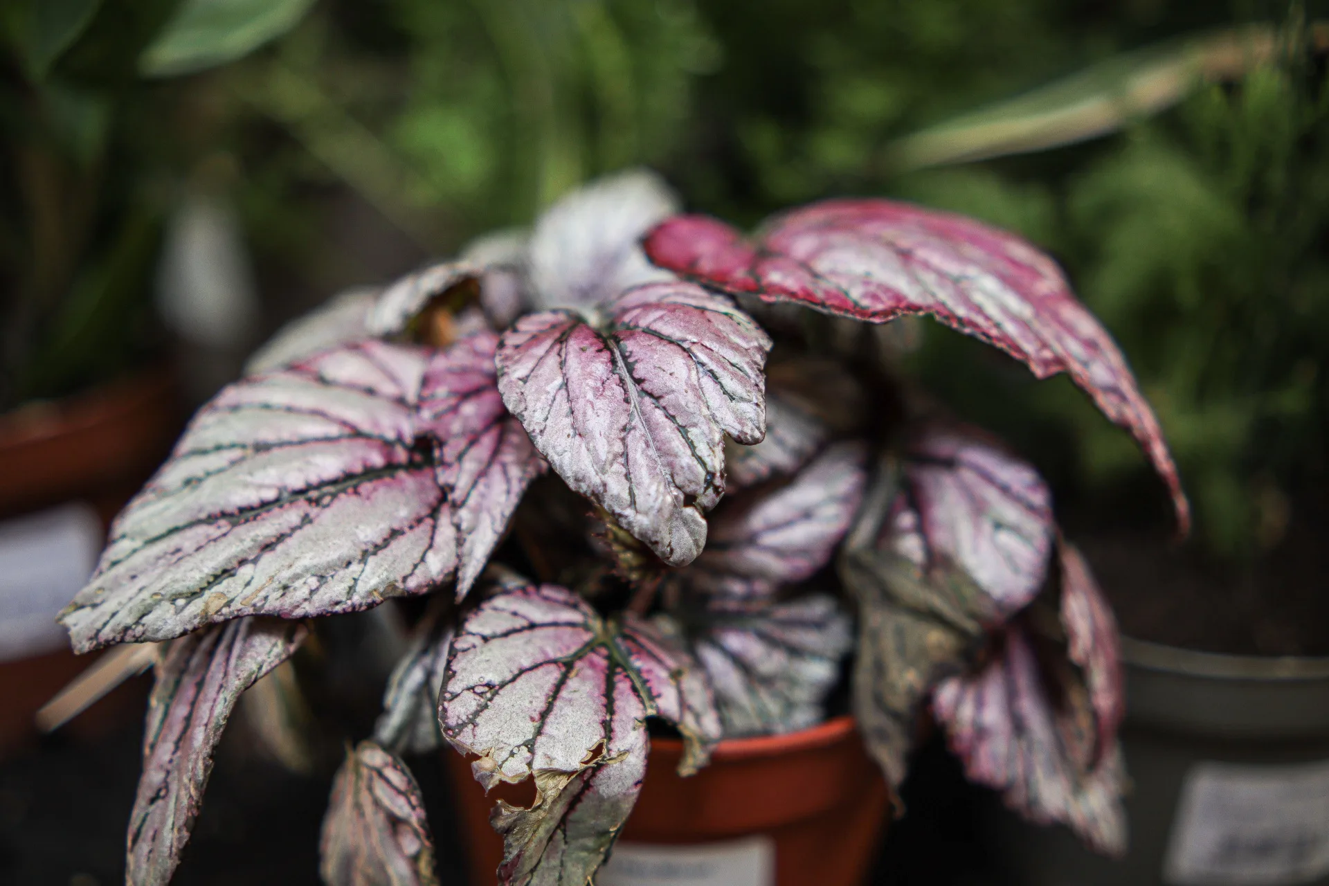 8 Pretty Plants With Patterned leaves